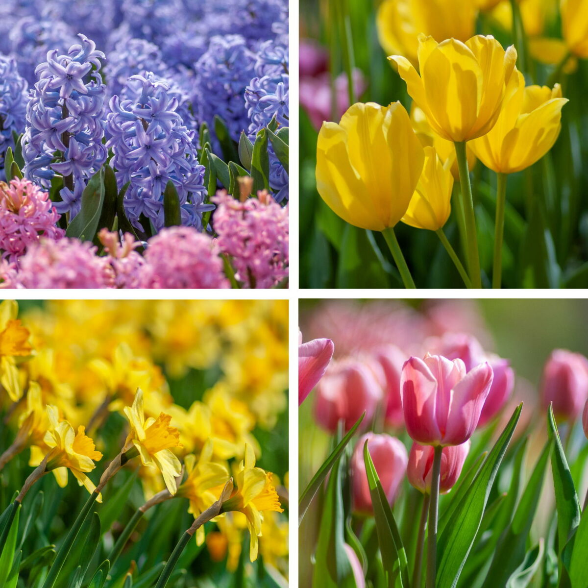 Shop • Evergreen Cemetery & Crematory