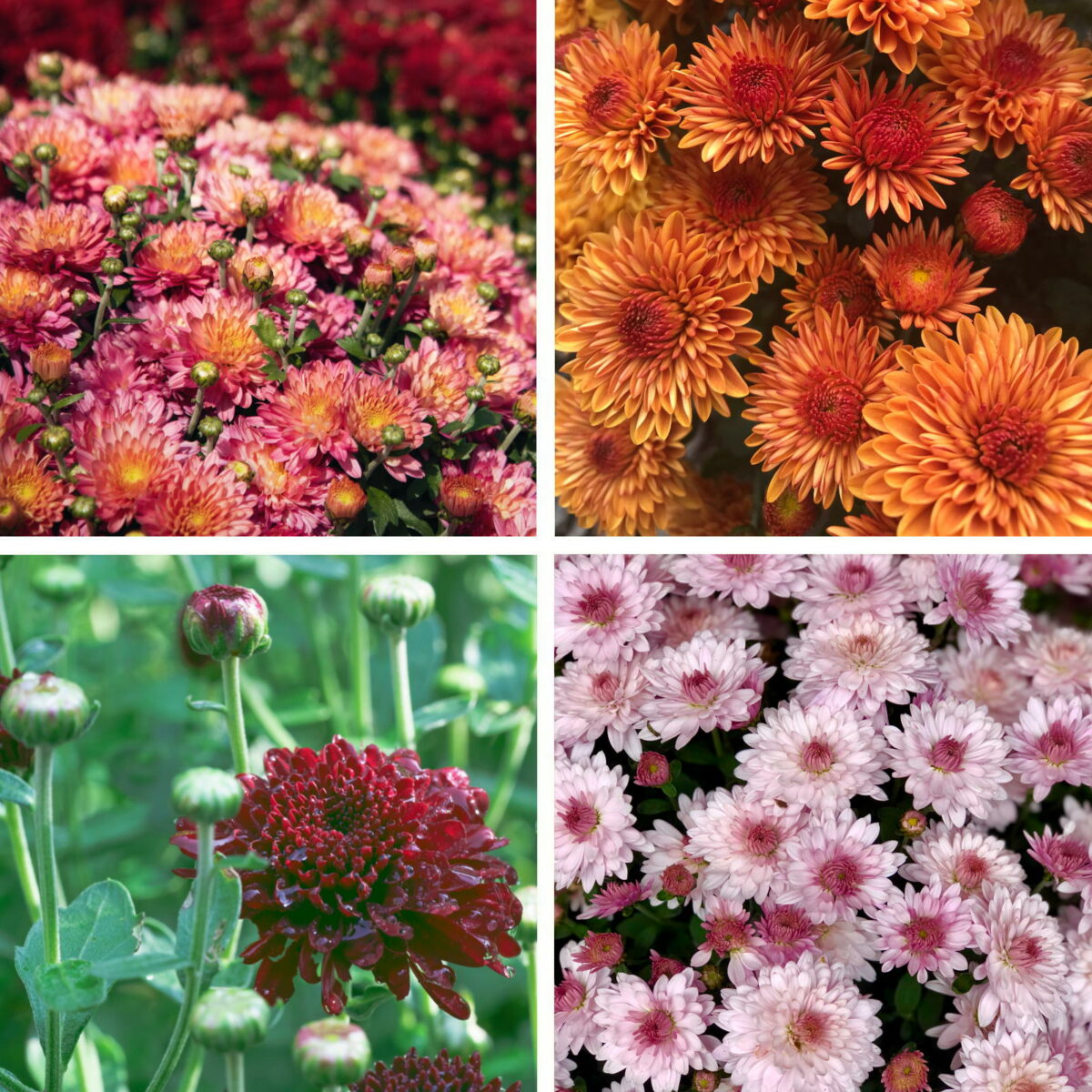 Shop • Evergreen Cemetery & Crematory